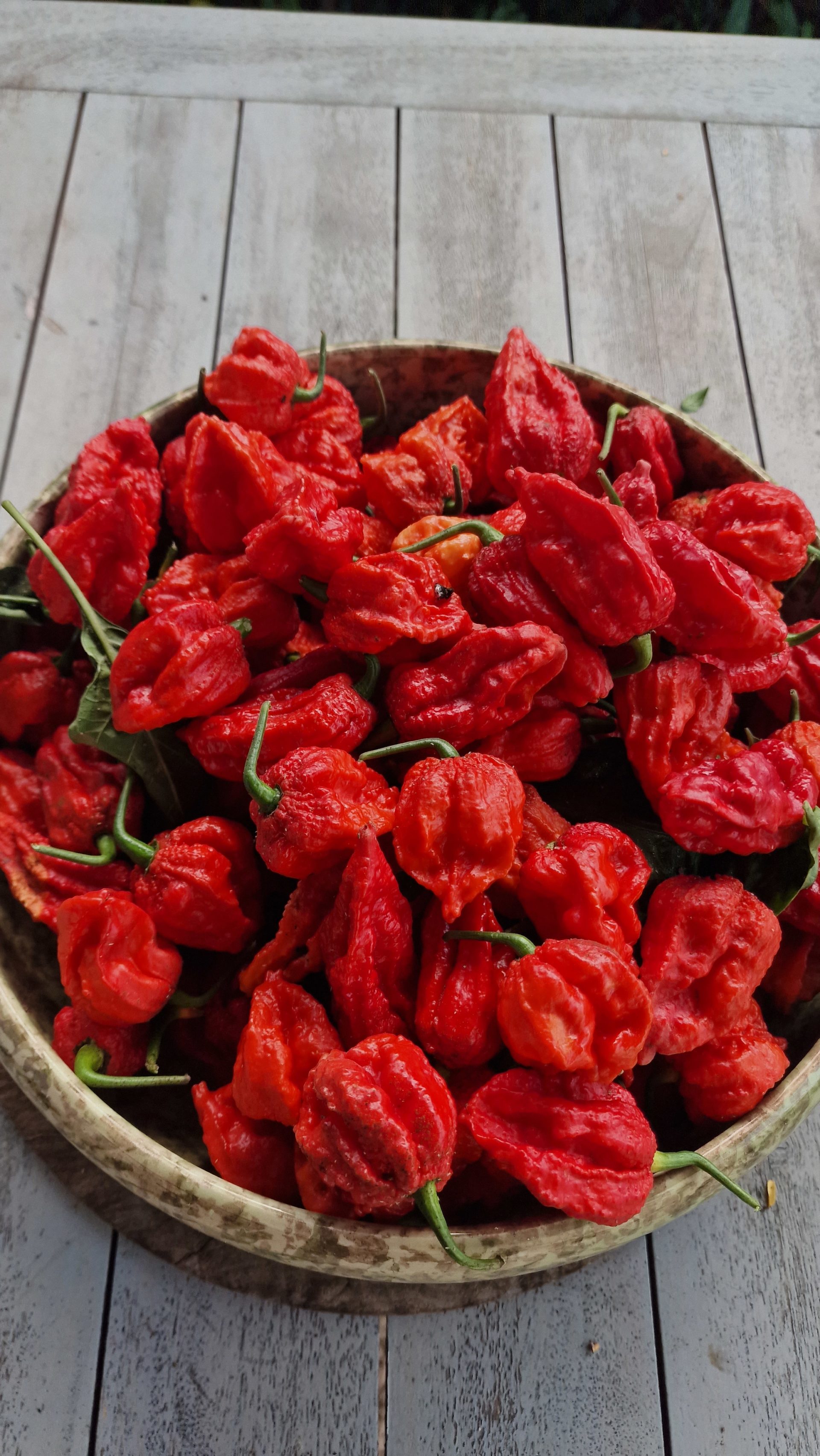 Umorok Red Ghost Chilli Seeds - Umorok Red Ghost Pepper Seeds - Red ...