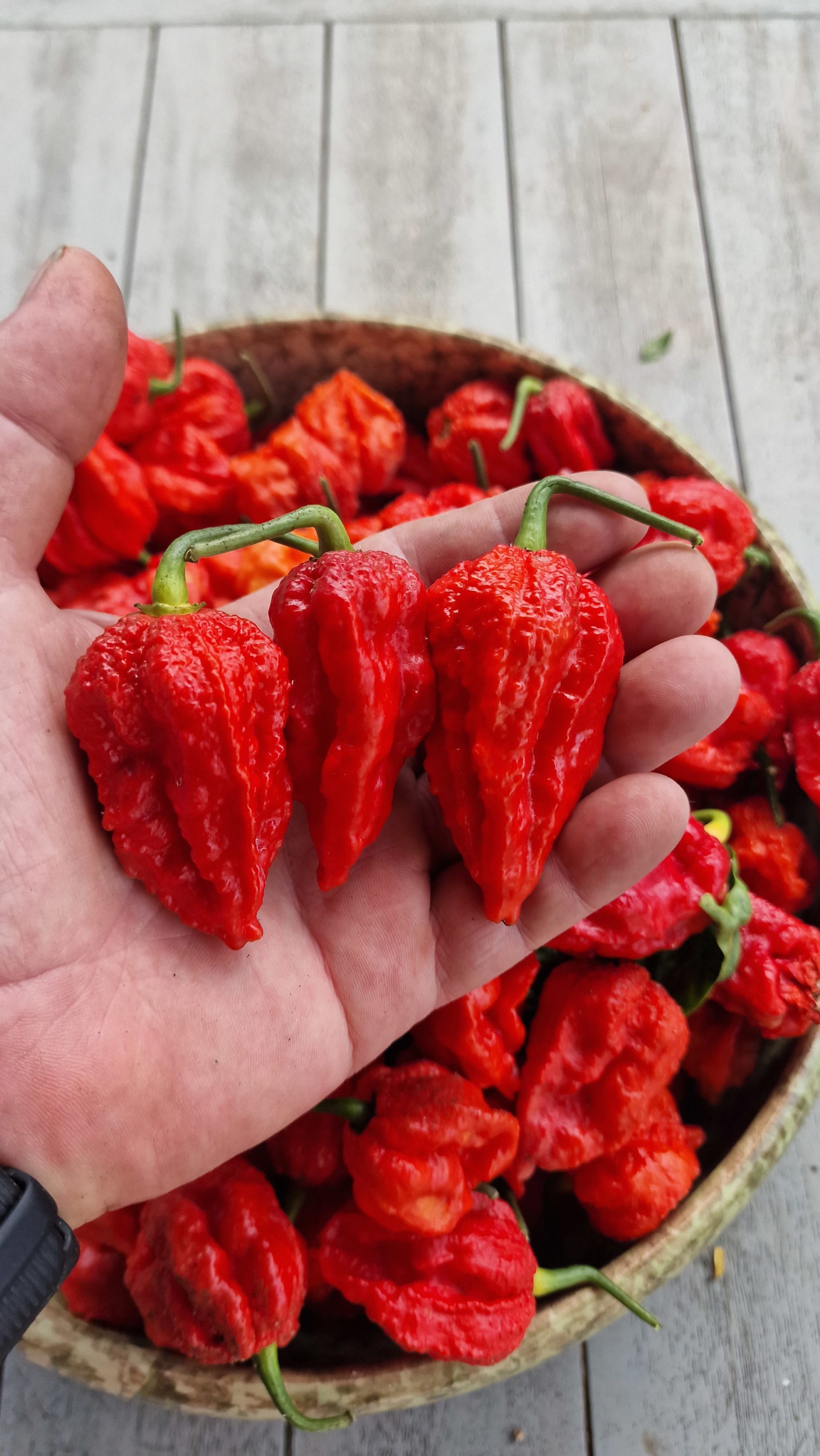 Umorok Red Ghost Chilli Seeds - Umorok Red Ghost Pepper Seeds - Red ...