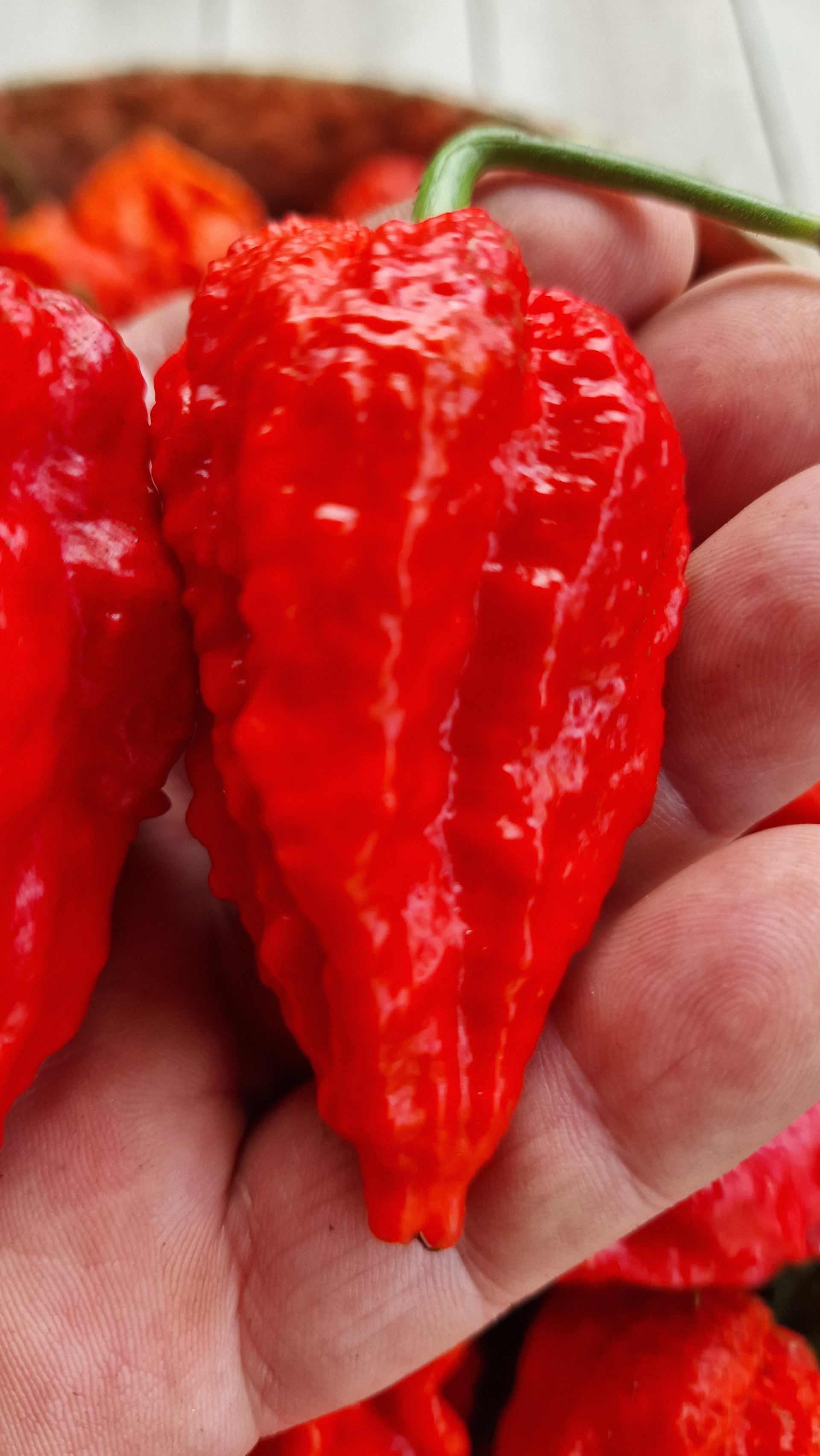 Umorok Red Ghost Chilli Seeds - Umorok Red Ghost Pepper Seeds - Red ...