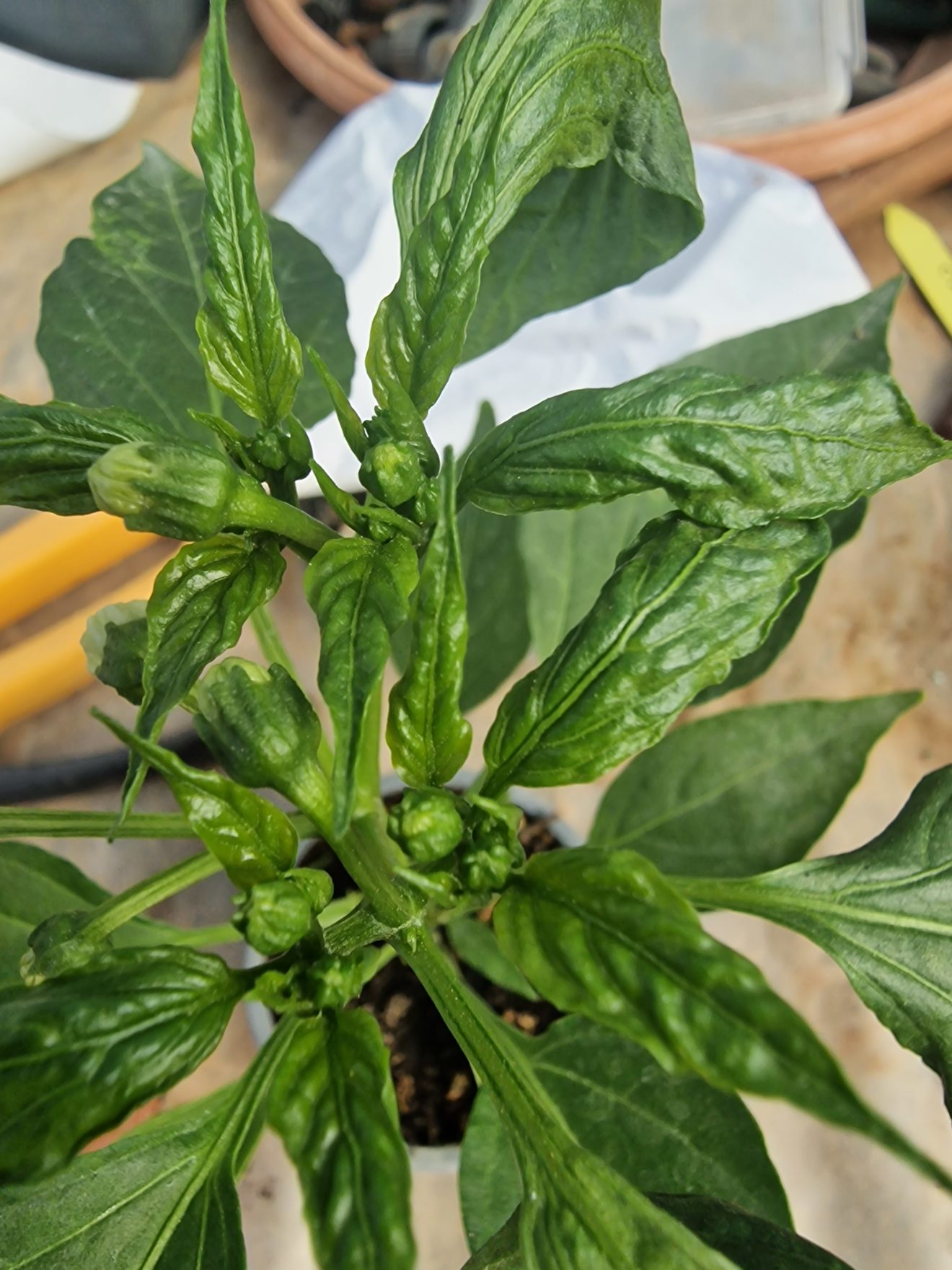 Broad Mites - Broadmites on Pepper And Chilli Plants - How to Treat and ...