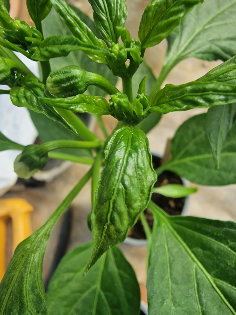 Broad Mites - Broadmites on Pepper And Chilli Plants - How to Treat and ...
