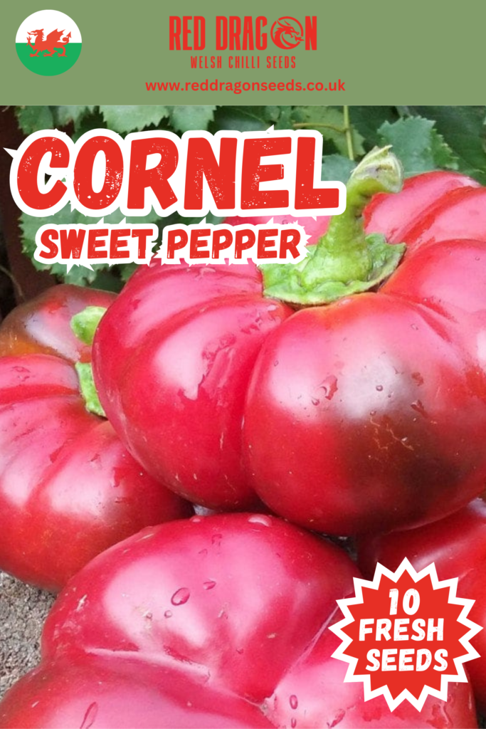 Cornel Sweet Pepper Seeds - Cornel Pepper Seeds - Red Dragon Seeds