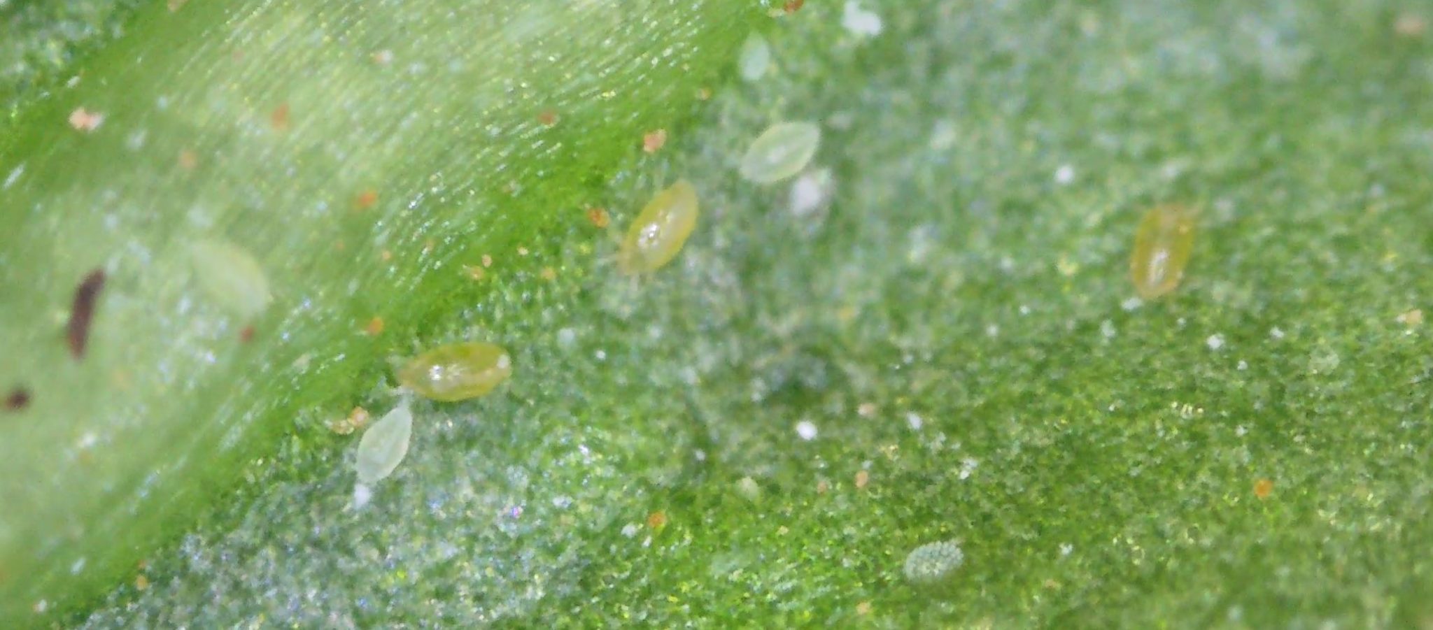 Broad Mites - Broadmites on Pepper And Chilli Plants - How to Treat and ...