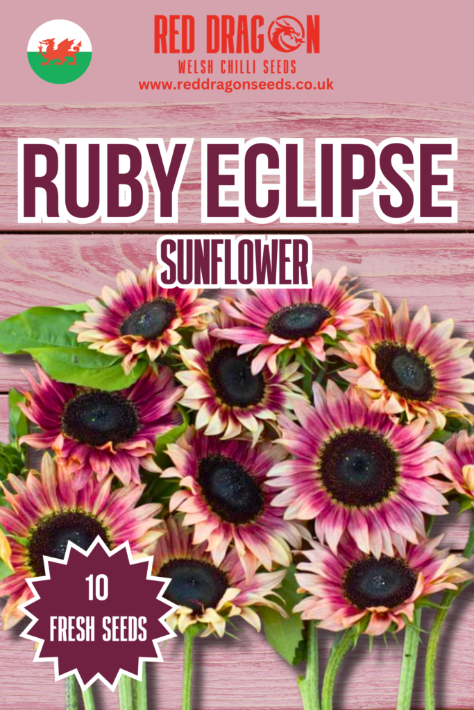 Ruby Eclipse Sunflower Seeds - Fresh Seeds - Red Dragon Seeds