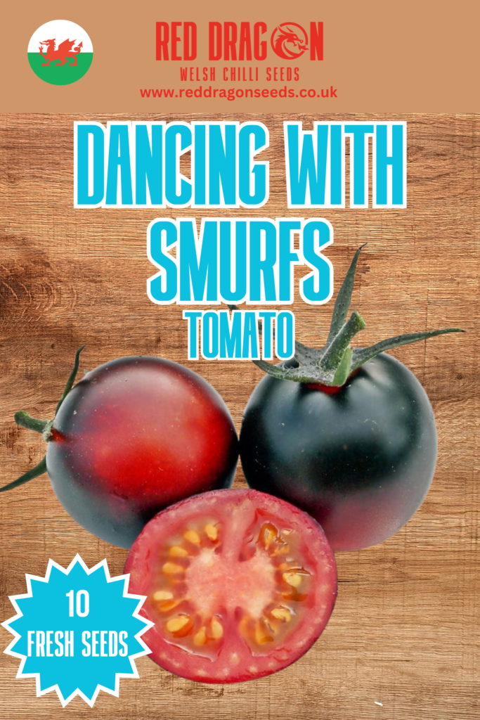 Dancing with Smurfs Tomato Seeds - 10 Fresh Dancing with Smurfs Tomato ...