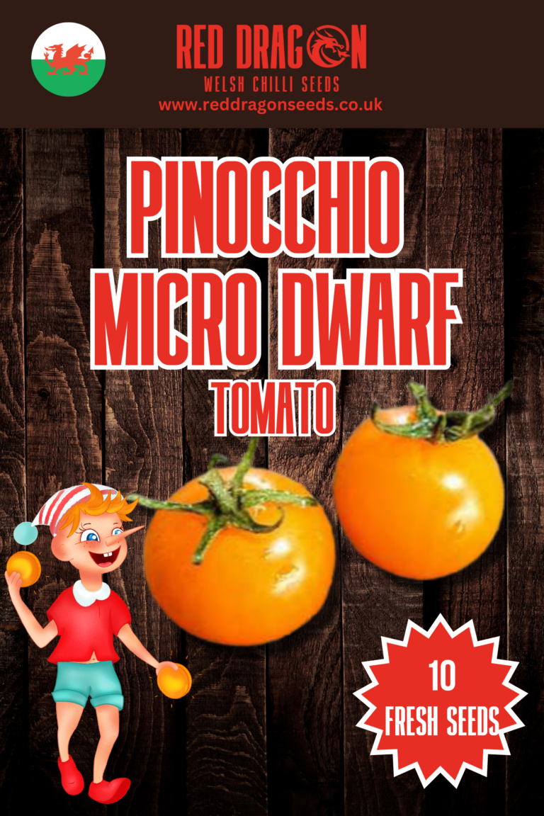 Pinocchio Micro Dwarf Tomato Seeds - 10 Fresh Pinocchio Micro Dwarf ...