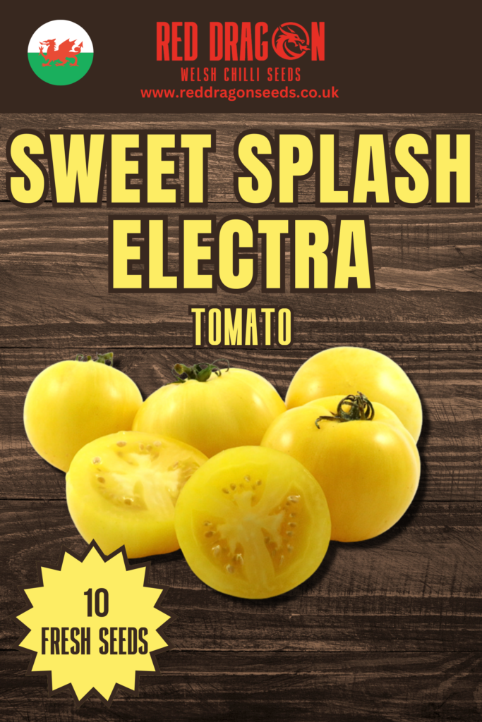 Sweet Splash Electra Variegated Tomato Seeds - 10 Fresh Sweet Splash ...