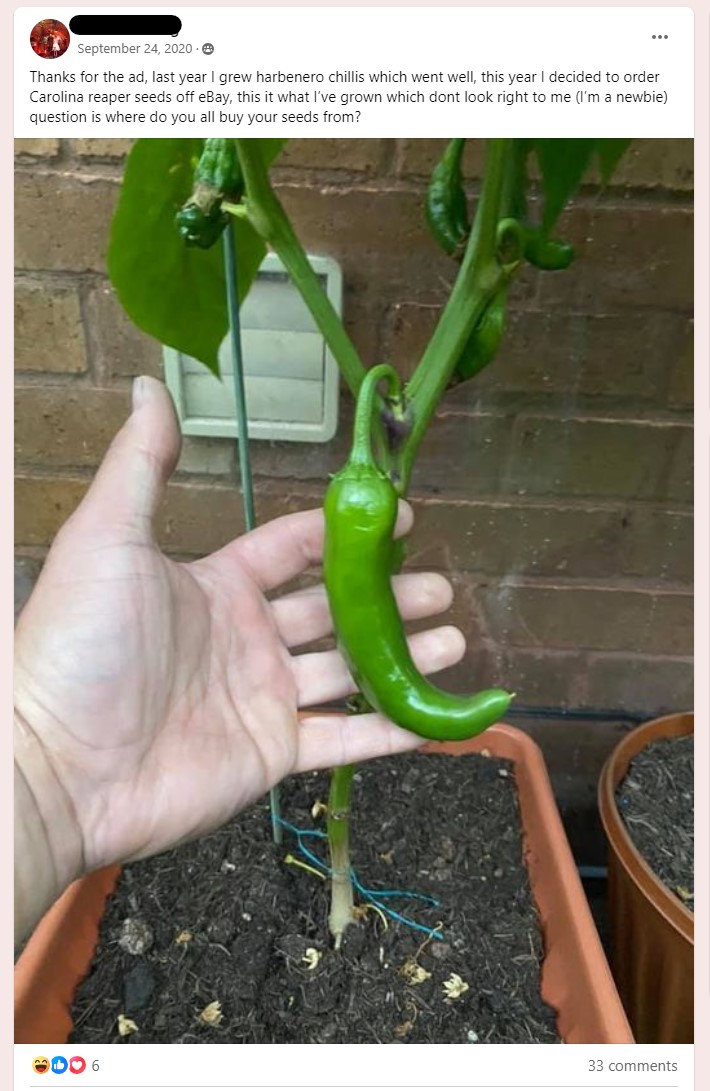 Fake Carolina Reaper Seeds on Ebay - Beware of Fake Seeds from Past ...