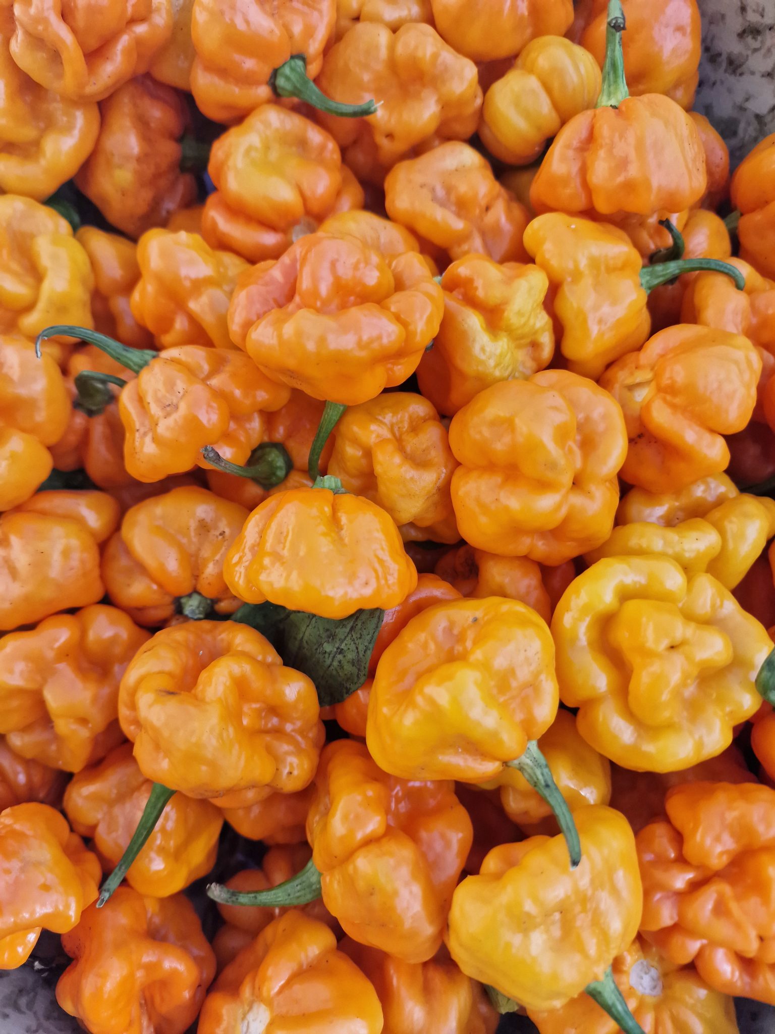 Scotch Bonnet MOA Yellow Chilli Seeds - 10 Fresh Scotch Bonnet MOA ...