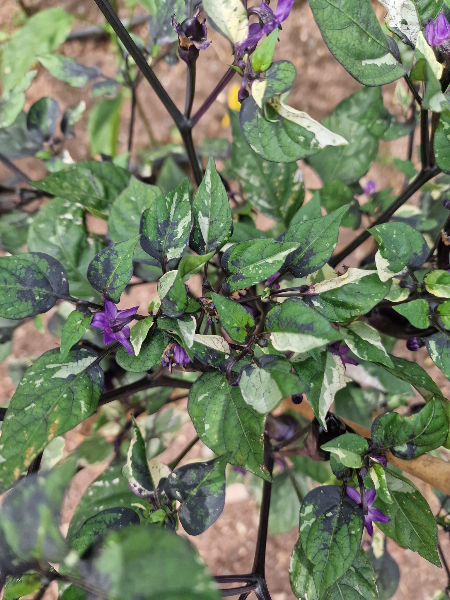Jalapeno Big Pit X Purple Tiger Chilli Seeds - 10 Fresh Jalapeno Big ...