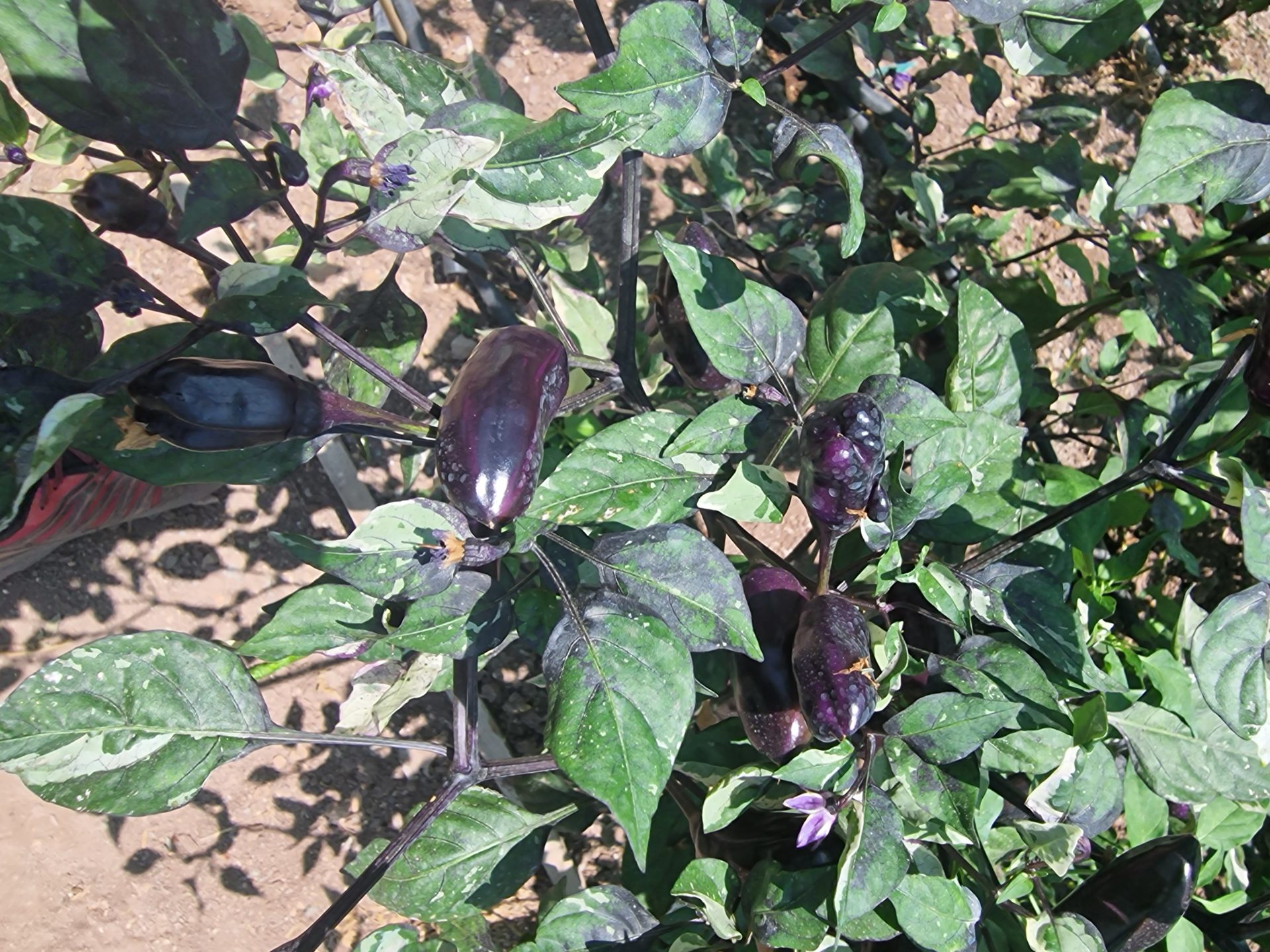 Jalapeno Big Pit X Purple Tiger Chilli Seeds - 10 Fresh Jalapeno Big ...