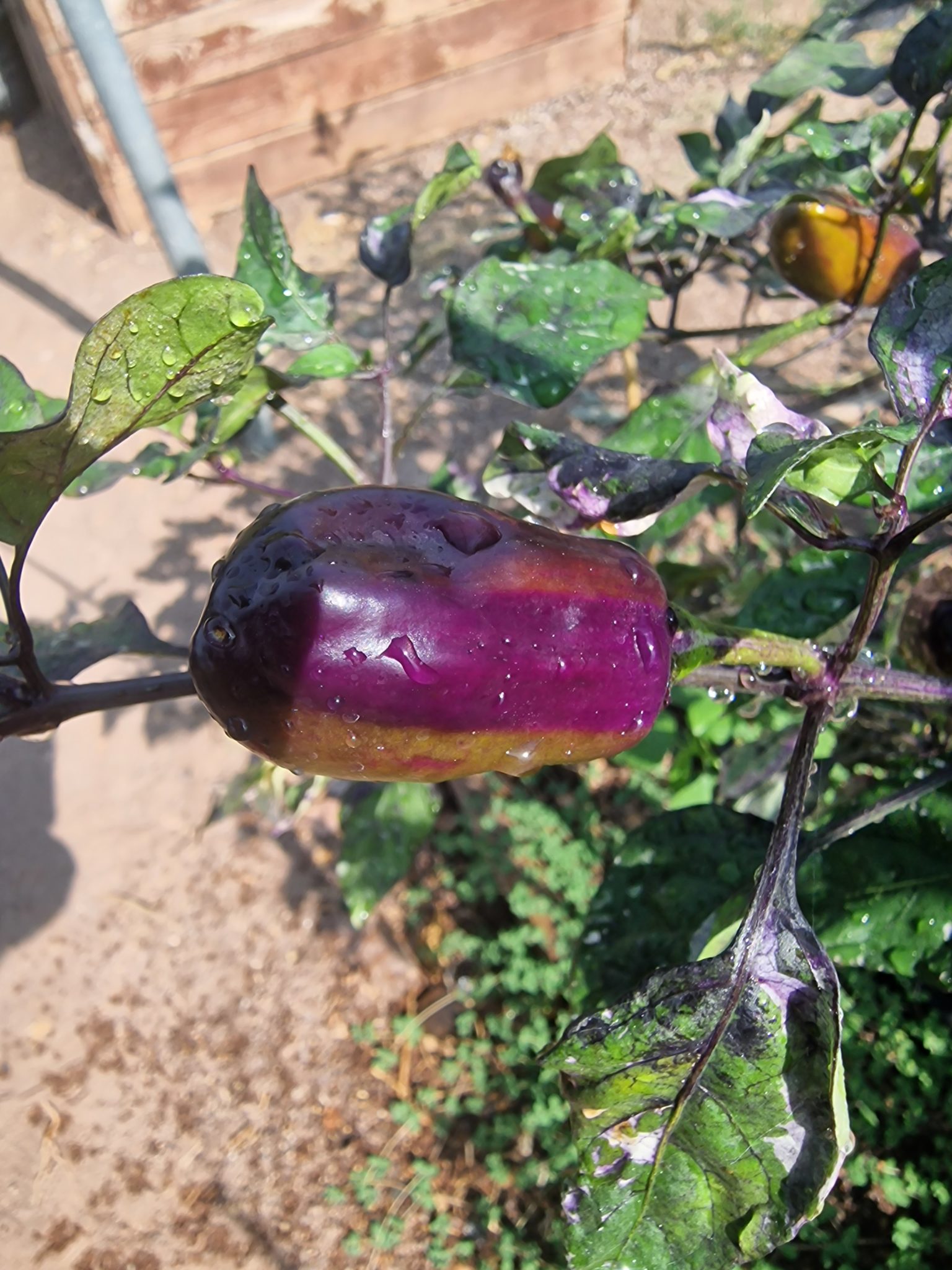 Jalapeno Big Pit X Purple Tiger Chilli Seeds - 10 Fresh Jalapeno Big ...