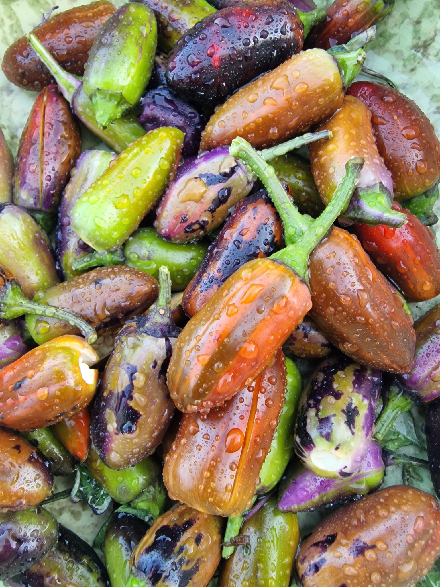 Jalapeno Big Pit X Purple Tiger Chilli Seeds - 10 Fresh Jalapeno Big ...