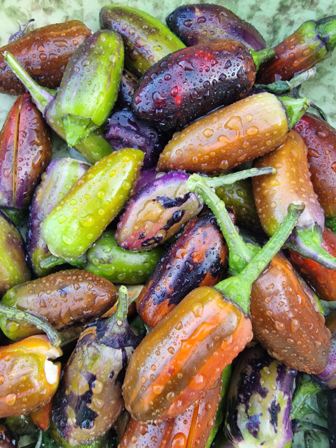 Jalapeno Big Pit X Purple Tiger Chilli Seeds - 10 Fresh Jalapeno Big ...