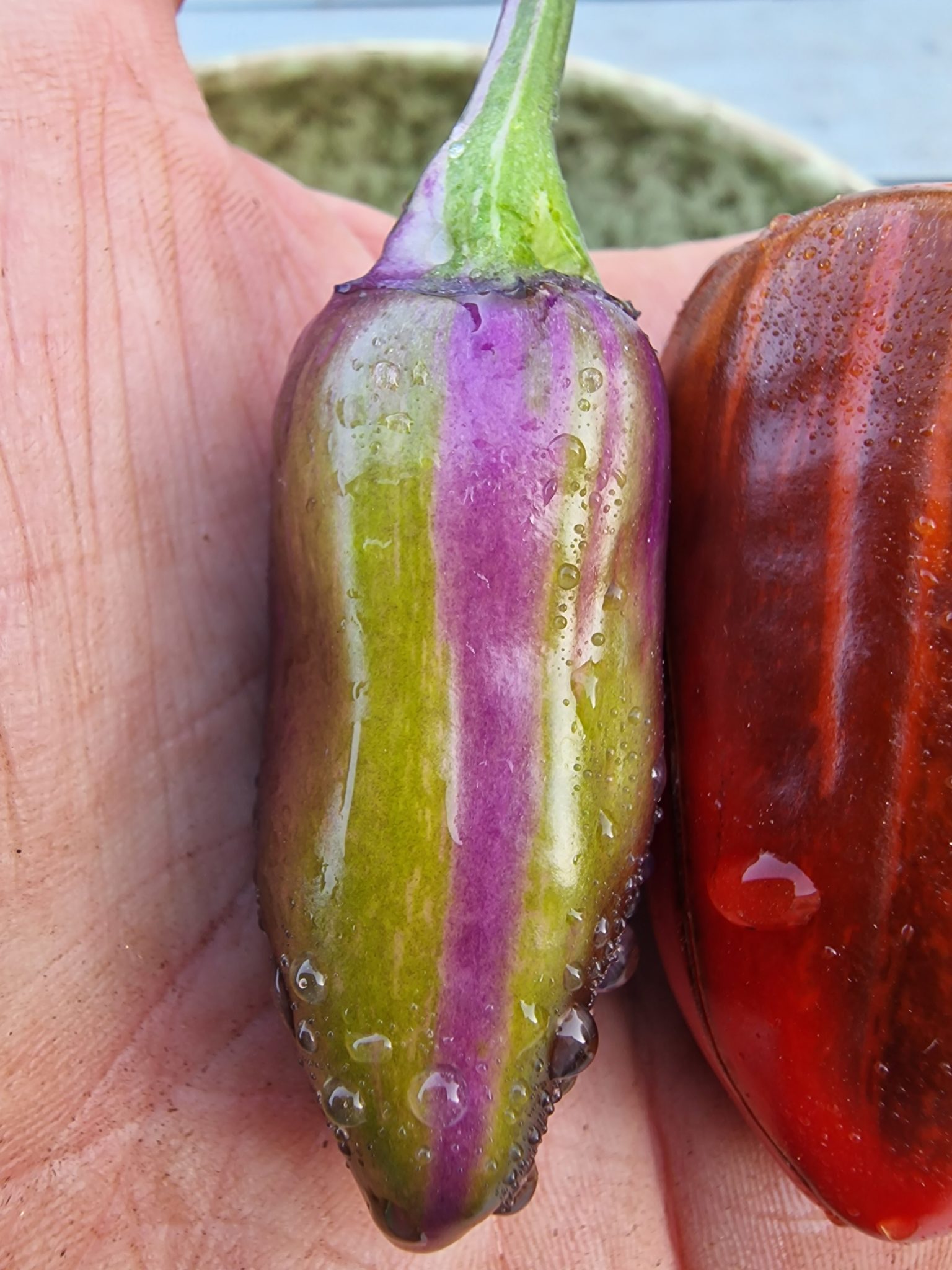 Jalapeno Big Pit X Purple Tiger Chilli Seeds - 10 Fresh Jalapeno Big ...
