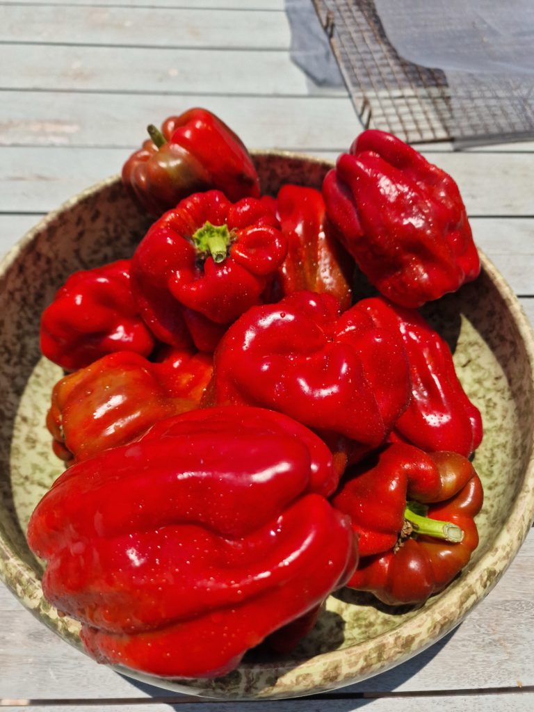 Antep ACI Dolma Chilli Seeds - 10 Fresh Antep ACI Dolma Pepper Seeds ...