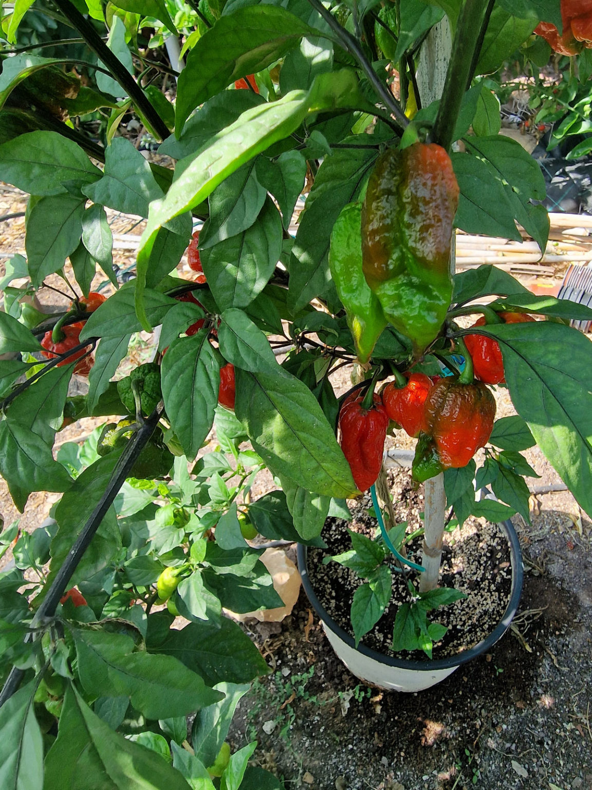 Fox Dark Naga Red Chilli Seeds - 10 Fresh Fox Dark Naga Red Pepper Seeds - RedDragonSeeds