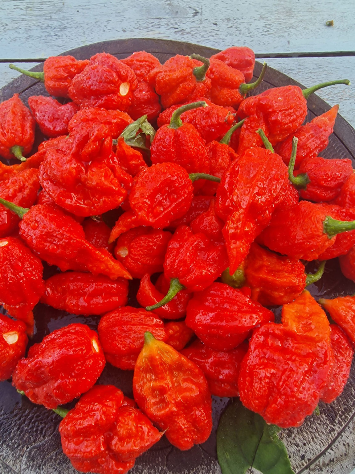 Fox Dark Naga Red Chilli Seeds - 10 Fresh Fox Dark Naga Red Pepper ...