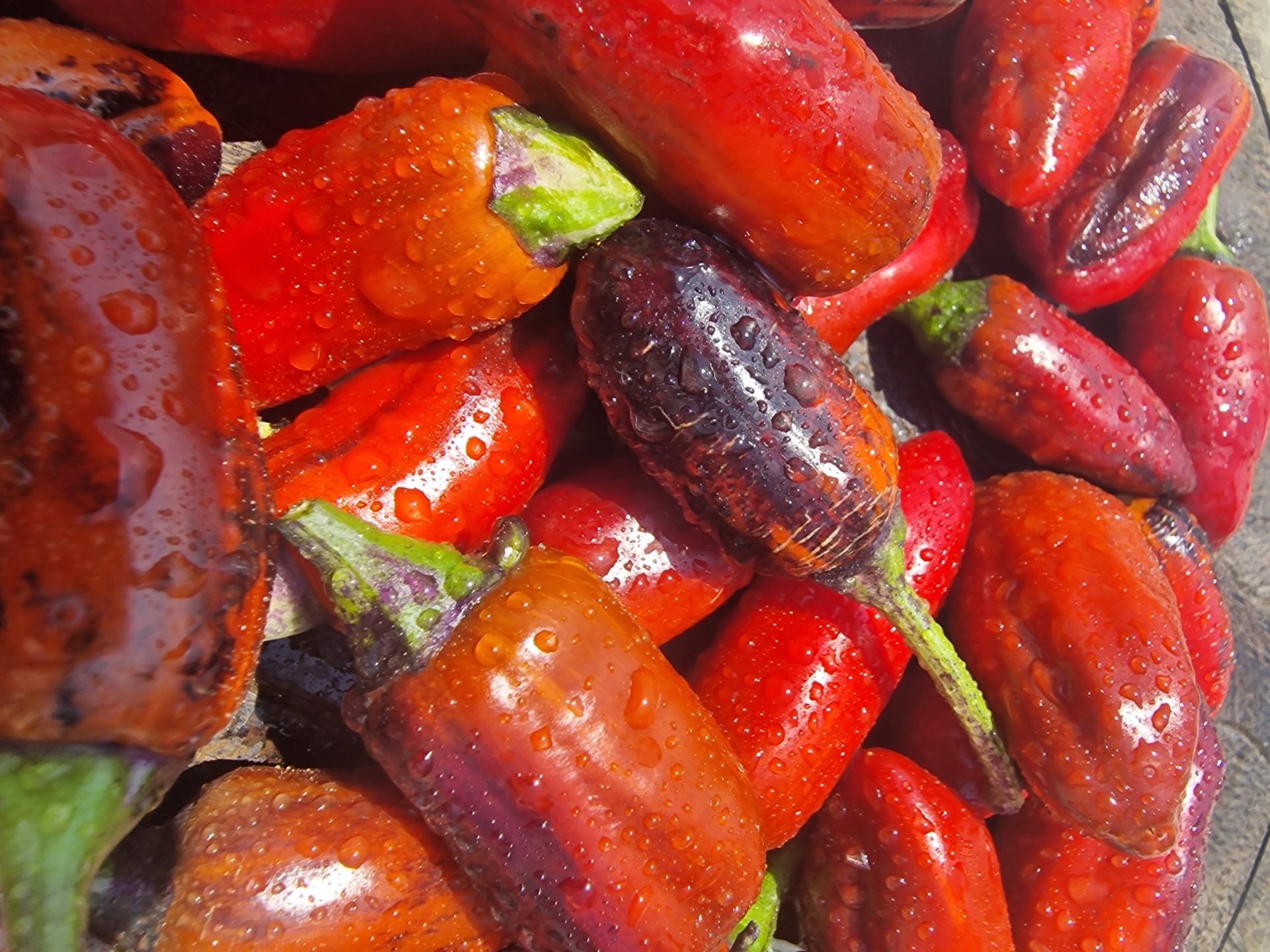 Jalapeno Big Pit X Purple Tiger Chilli Seeds - 10 Fresh Jalapeno Big ...