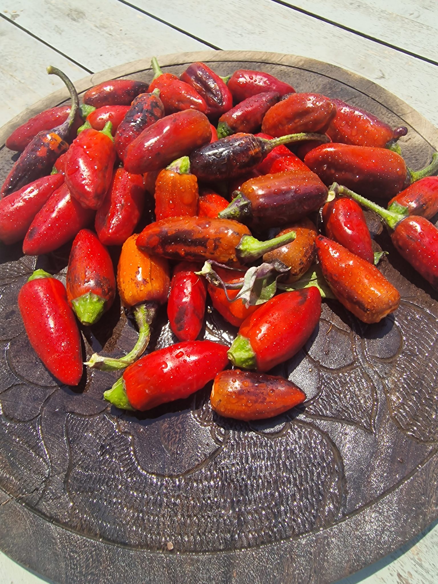 Jalapeno Big Pit X Purple Tiger Chilli Seeds - 10 Fresh Jalapeno Big ...