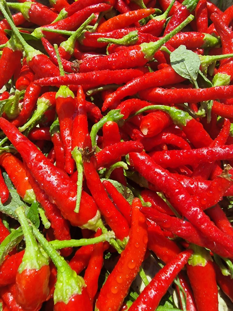 Chile de Arbol Chilli Seeds - 10 Fresh Chile de Arbol Pepper Seeds ...