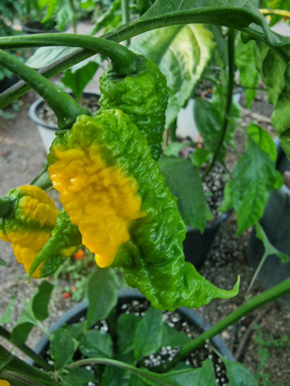 Mantis Claw Yellow Chilli Seeds - 10 Fresh Mantis Claw Yellow Pepper ...