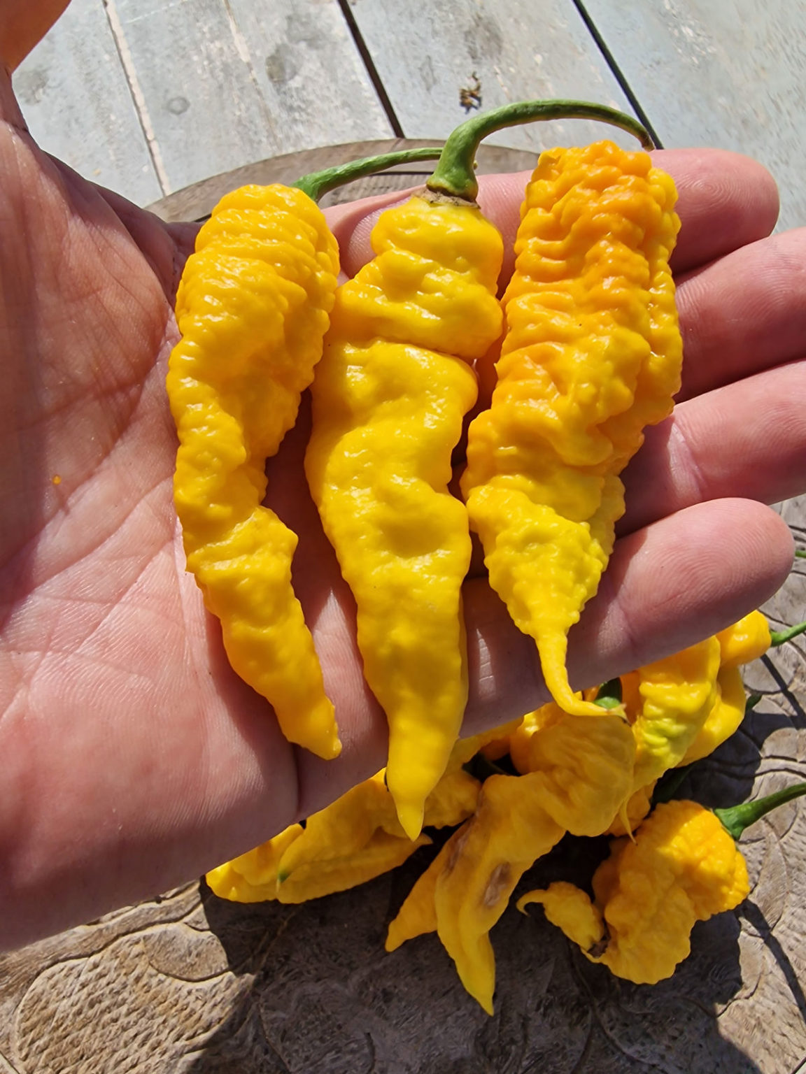 Mantis Claw Yellow Chilli Seeds - 10 Fresh Mantis Claw Yellow Pepper ...