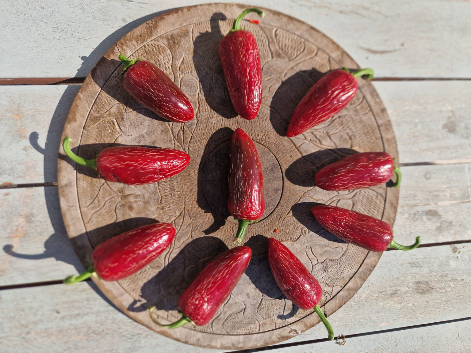 Craigs Grande Jalapeno Chilli Seeds - 10 Fresh Craigs Grande Jalapeno ...