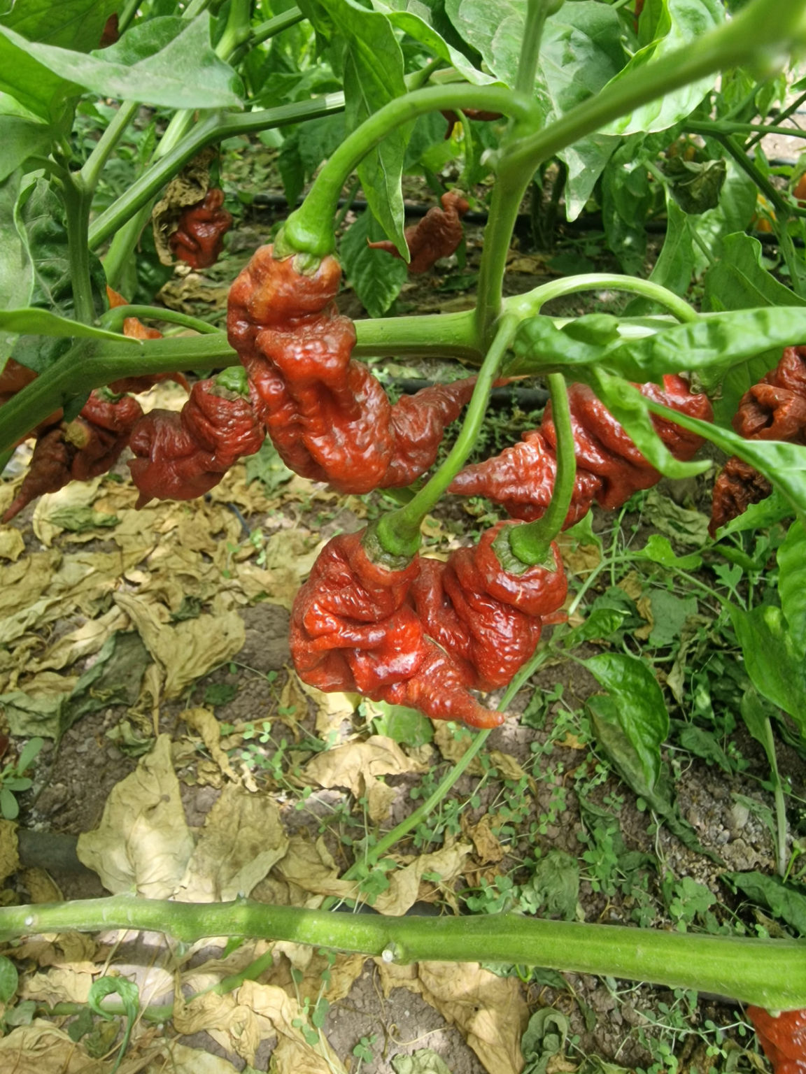 T Rex Chocolate Chilli Seeds - 10 Fresh T Rex Chocolate Pepper Seeds ...