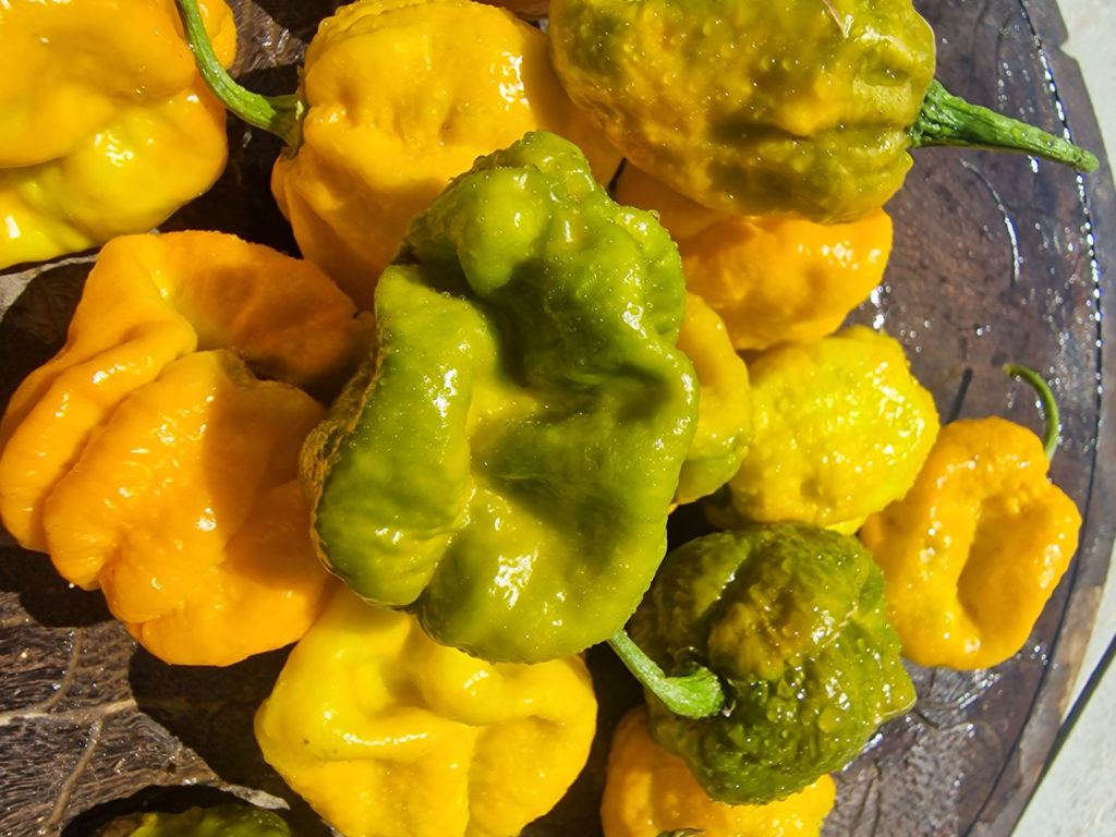 Mustard Monster Chilli Seeds - 10 Fresh Mustard Monster Pepper Seeds ...