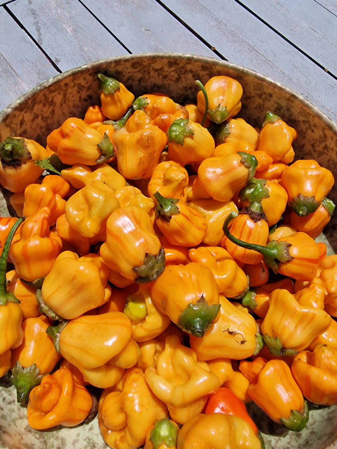 Tangarine Tiger Chilli Seeds - 10 Fresh Tangarine Tiger Pepper Seeds ...