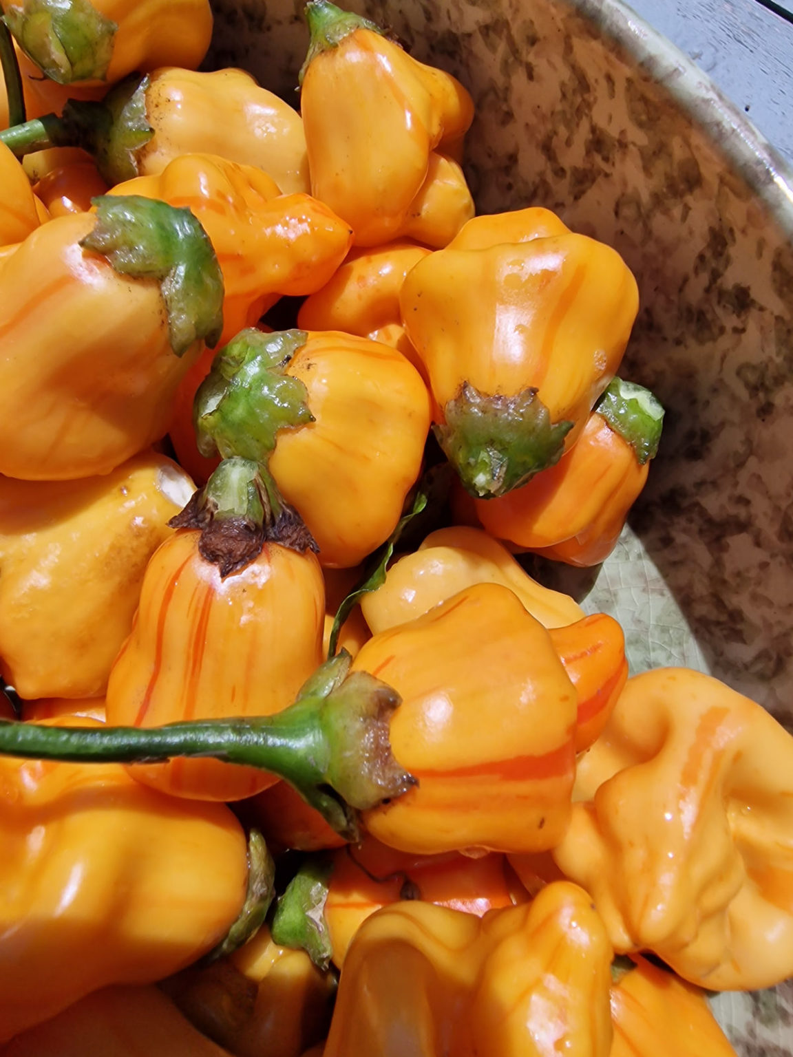 Tangarine Tiger Chilli Seeds - 10 Fresh Tangarine Tiger Pepper Seeds ...