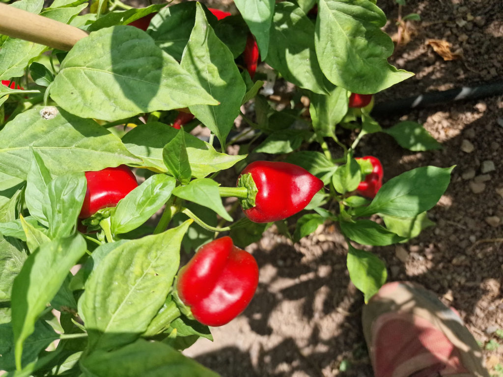 Kampanaki Chilli Seeds - 10 Fresh Kampanaki Pepper Seeds - Red Dragon Seeds