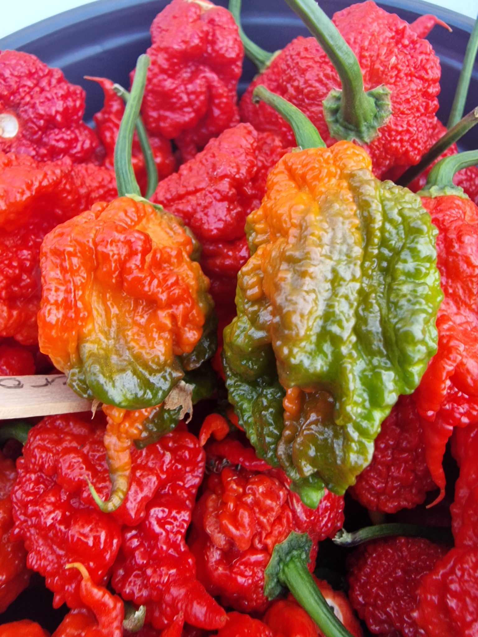 Ragnarok Chilli Seeds - 10 Fresh Ragnarok Pepper Seeds - RedDragonSeeds