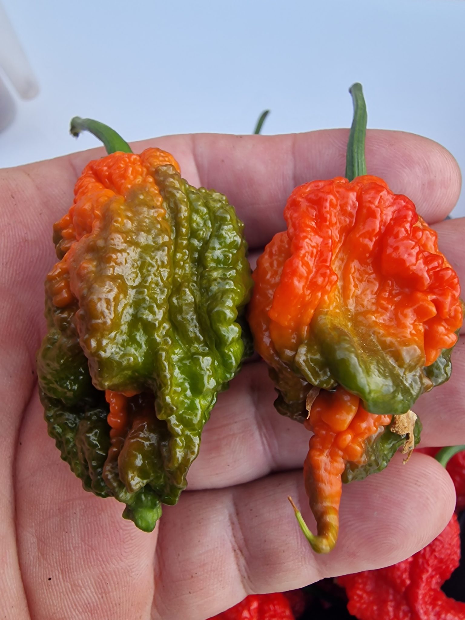Ragnarok Chilli Seeds - 10 Fresh Ragnarok Pepper Seeds - RedDragonSeeds