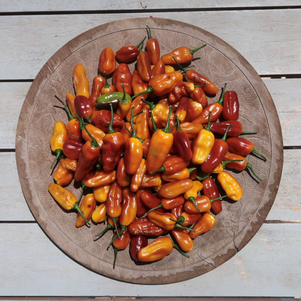 Pimenta Puma Chilli Seeds - 10 Fresh Pimenta Puma Pepper Seeds - Red ...