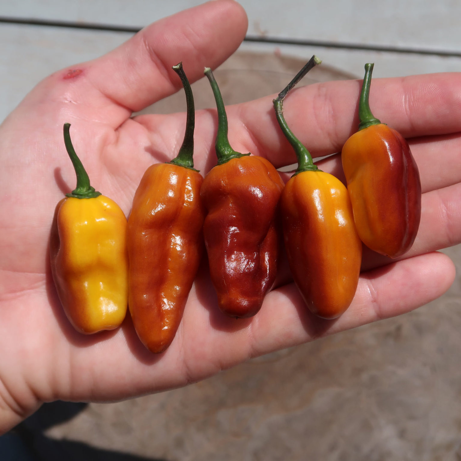 Pimenta Puma Chilli Seeds - 10 Fresh Pimenta Puma Pepper Seeds - Red ...