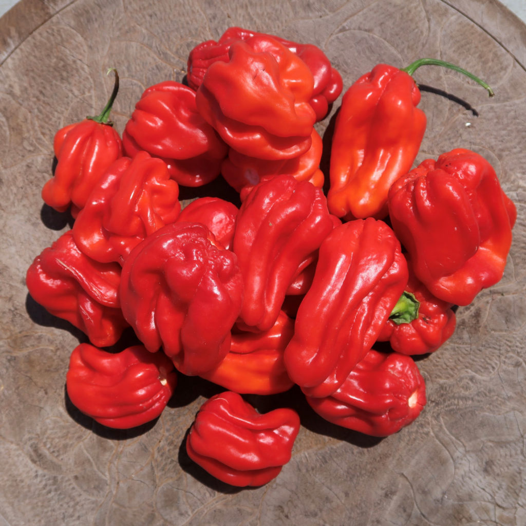 Habanero Chilli Seeds - Great Selection of Habanero Pepper Seeds - Red ...