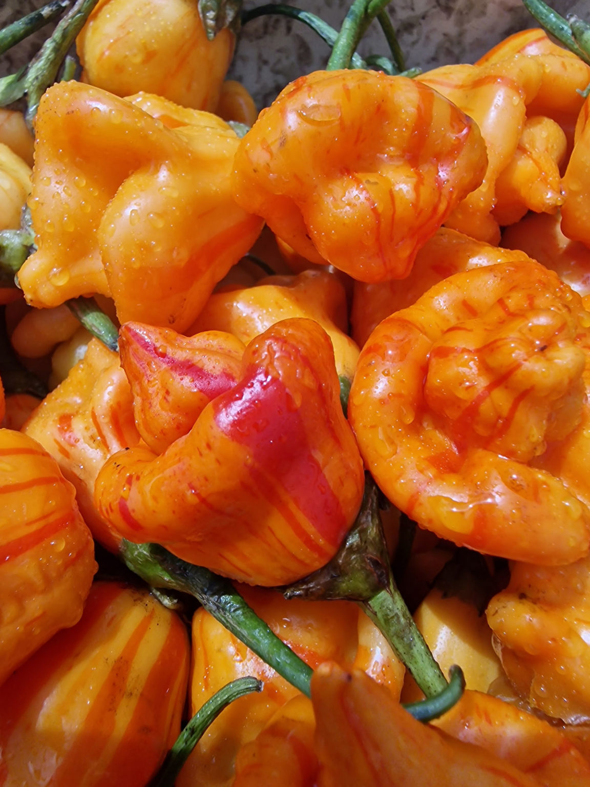 Tangarine Tiger Chilli Seeds - 10 Fresh Tangarine Tiger Pepper Seeds ...