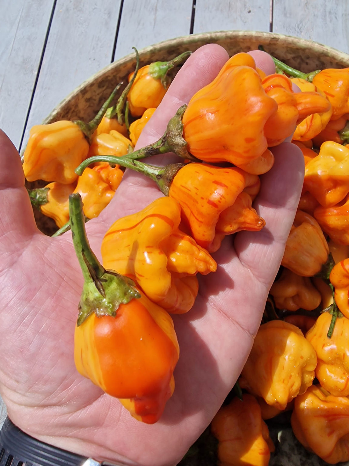 Tangarine Tiger Chilli Seeds - 10 Fresh Tangarine Tiger Pepper Seeds ...