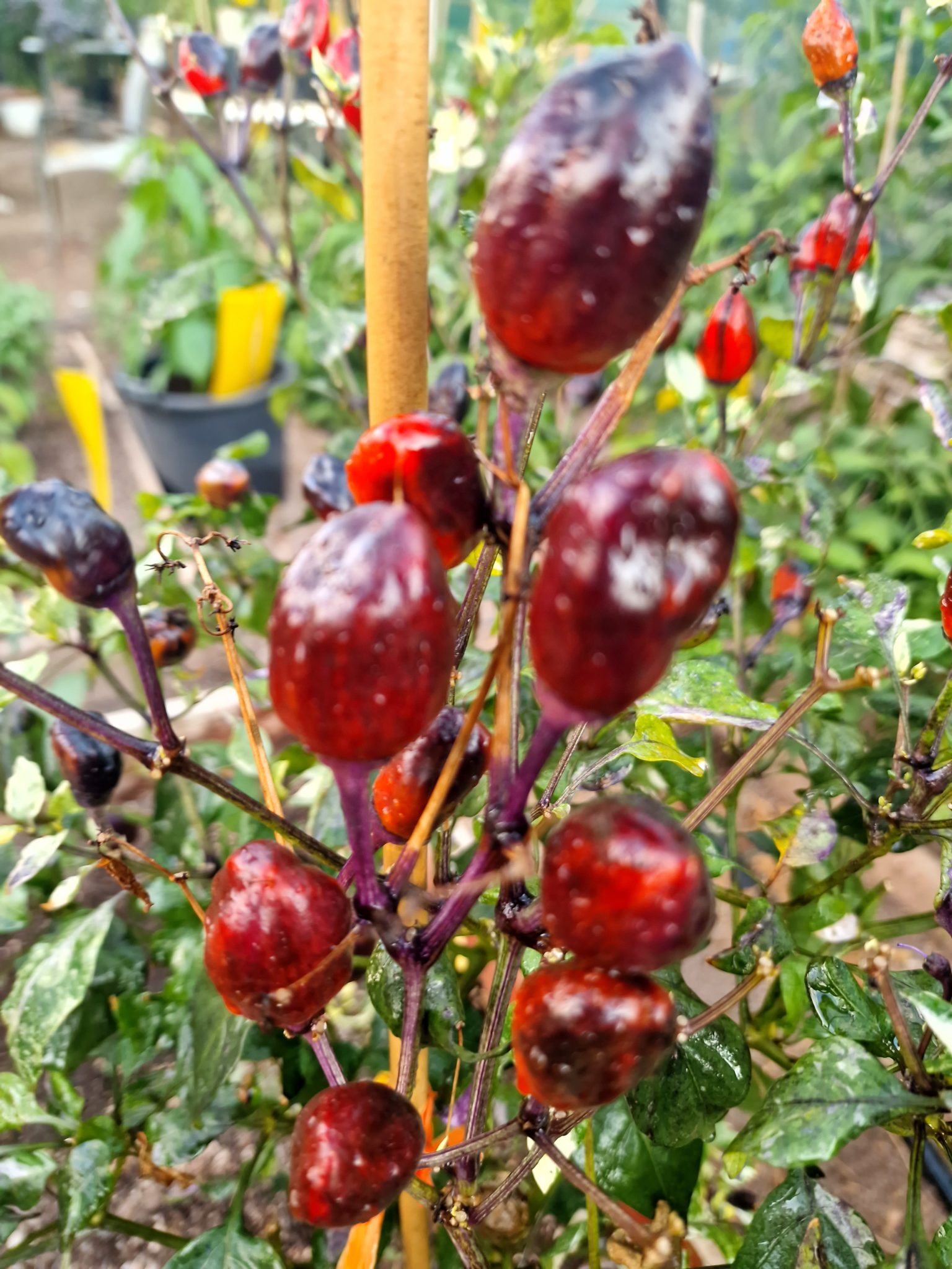 Jalapeno Big Pit X Purple Tiger Chilli Seeds - 10 Fresh Jalapeno Big ...