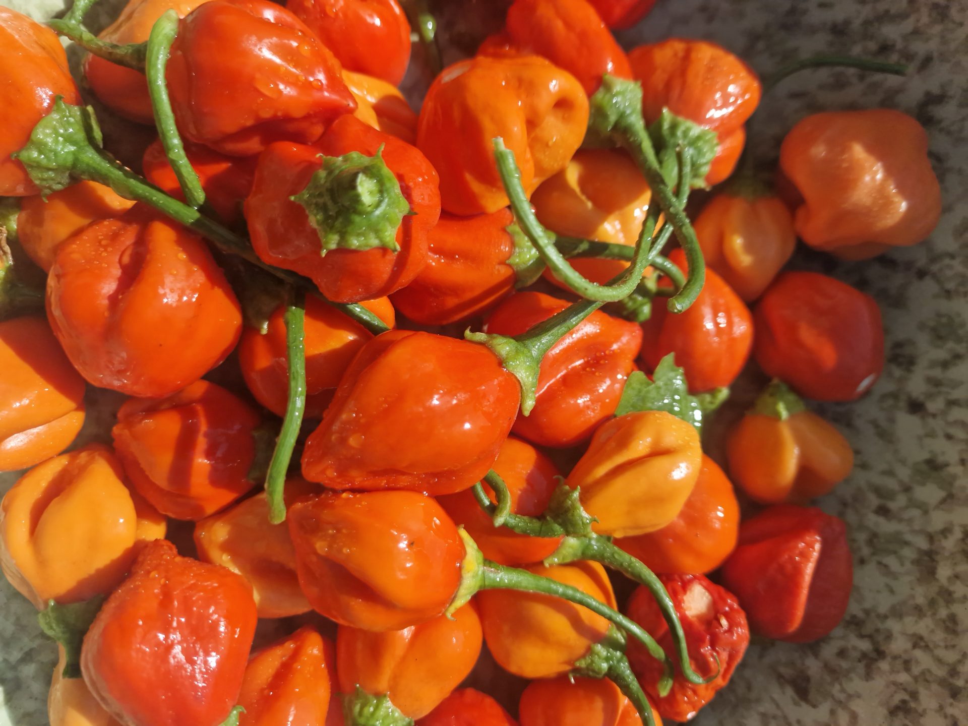 Apple Crisp Chilli Seeds - Apple Crisp Pepper Seeds - Red Dragon Seeds