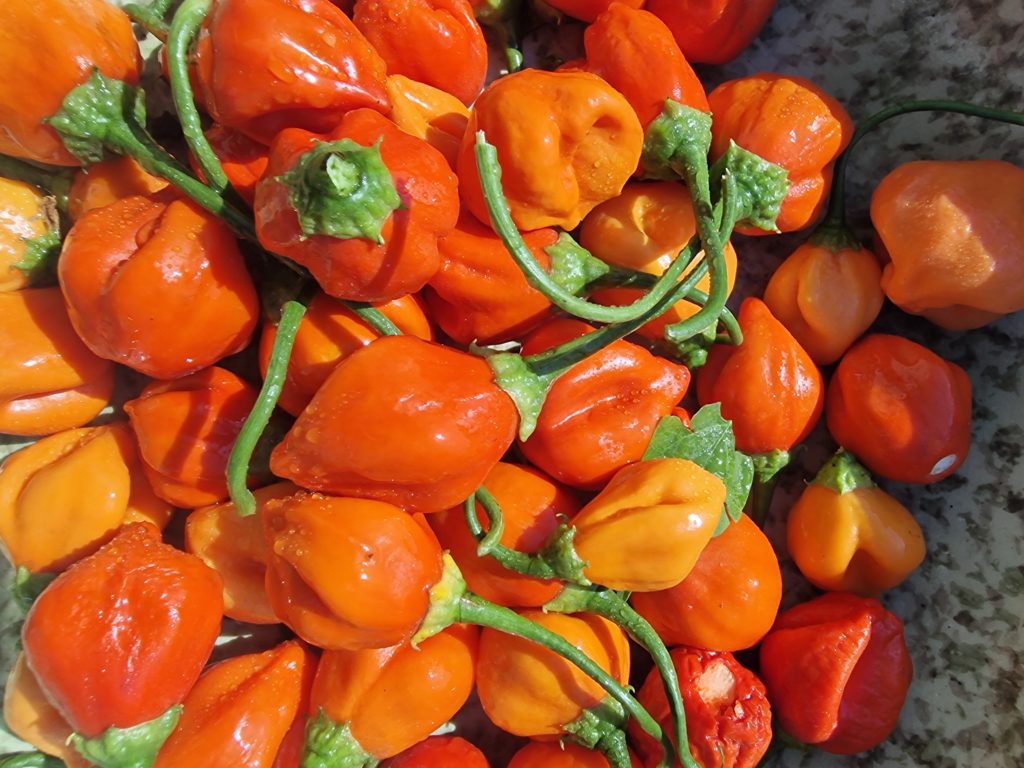 Apple Crisp Chilli Seeds - Apple Crisp Pepper Seeds - Red Dragon Seeds