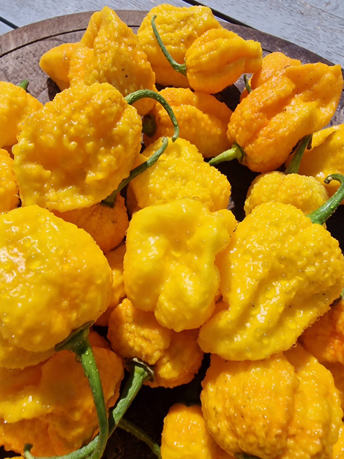 Big Yellow Mama Chilli Seeds - Big Yellow Mama Pepper Seeds - Red ...