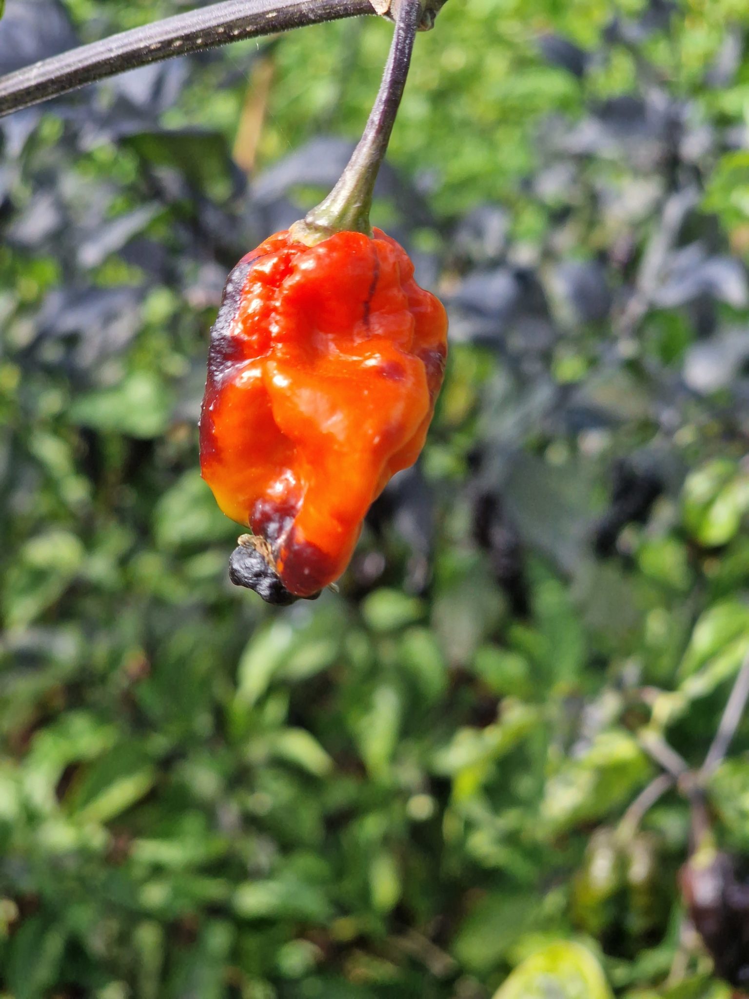 Leopard Reaper Chilli Seeds - Leopard Reaper Pepper Seeds - Red Dragon Seeds