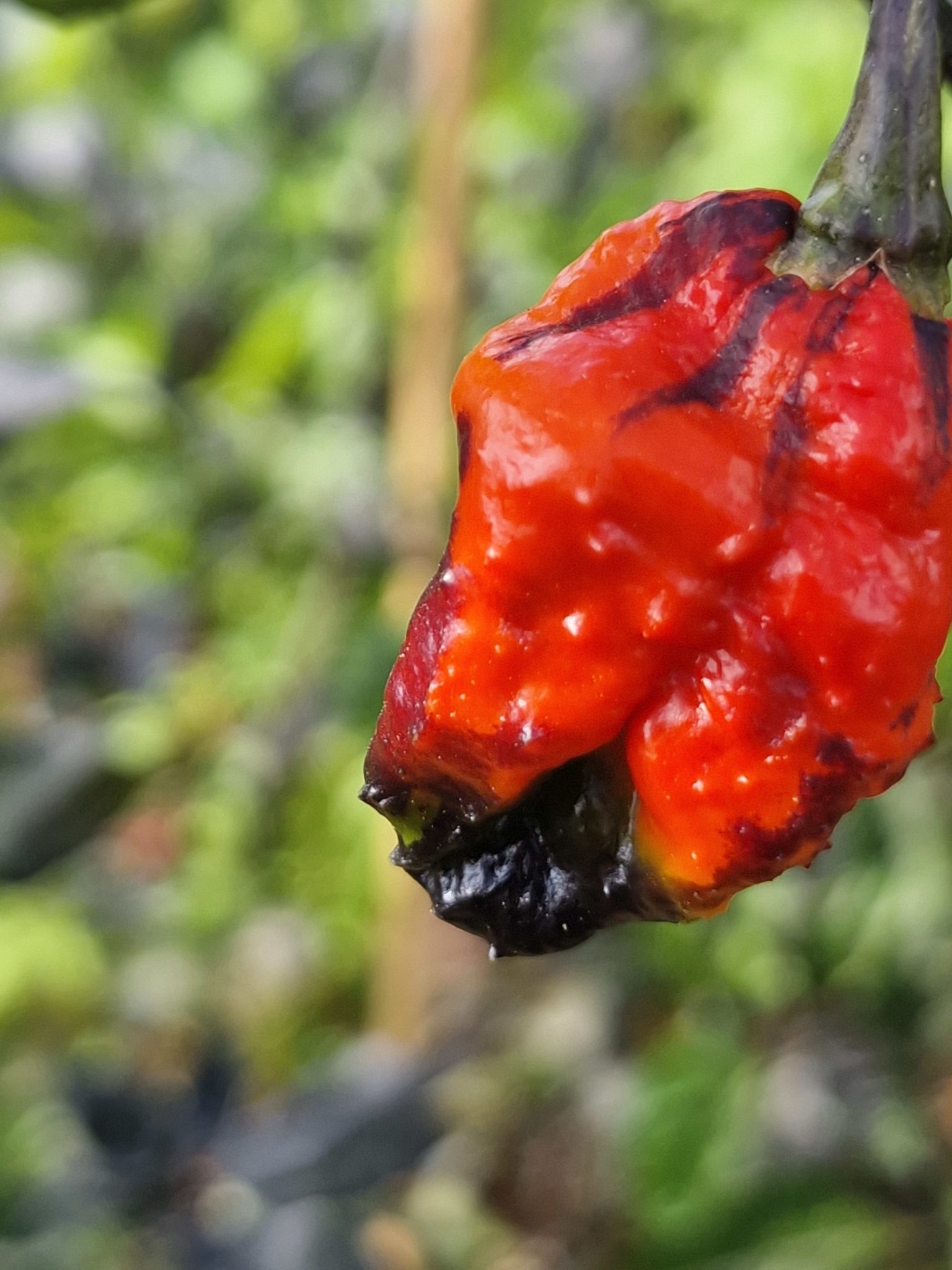 Leopard Reaper Chilli Seeds - Leopard Reaper Pepper Seeds - Red Dragon ...