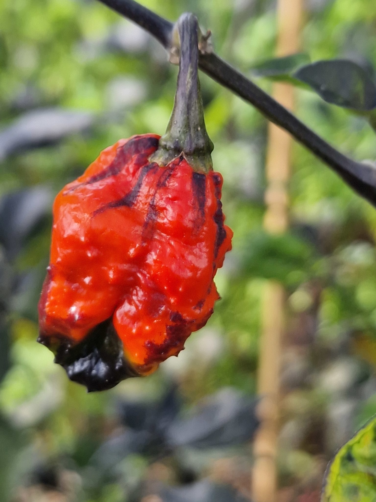Leopard Reaper Chilli Seeds - Leopard Reaper Pepper Seeds - Red Dragon ...