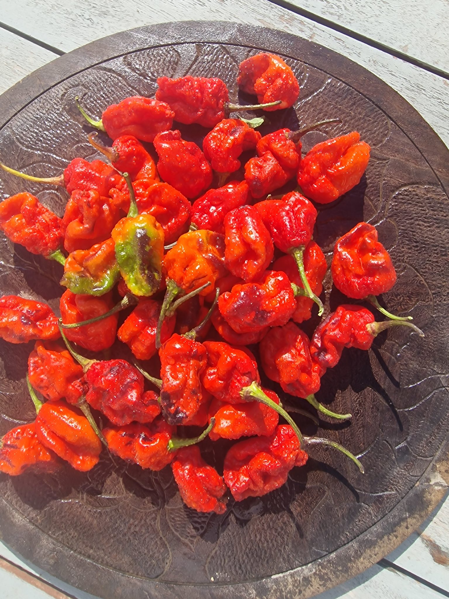 Leopard Reaper Chilli Seeds - Leopard Reaper Pepper Seeds - Red Dragon ...