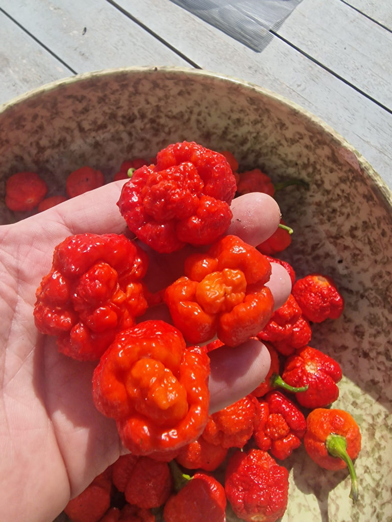 7 Pot Brain Strain Red Chilli Seeds - 7 Pot Brain Strain Red Pepper ...