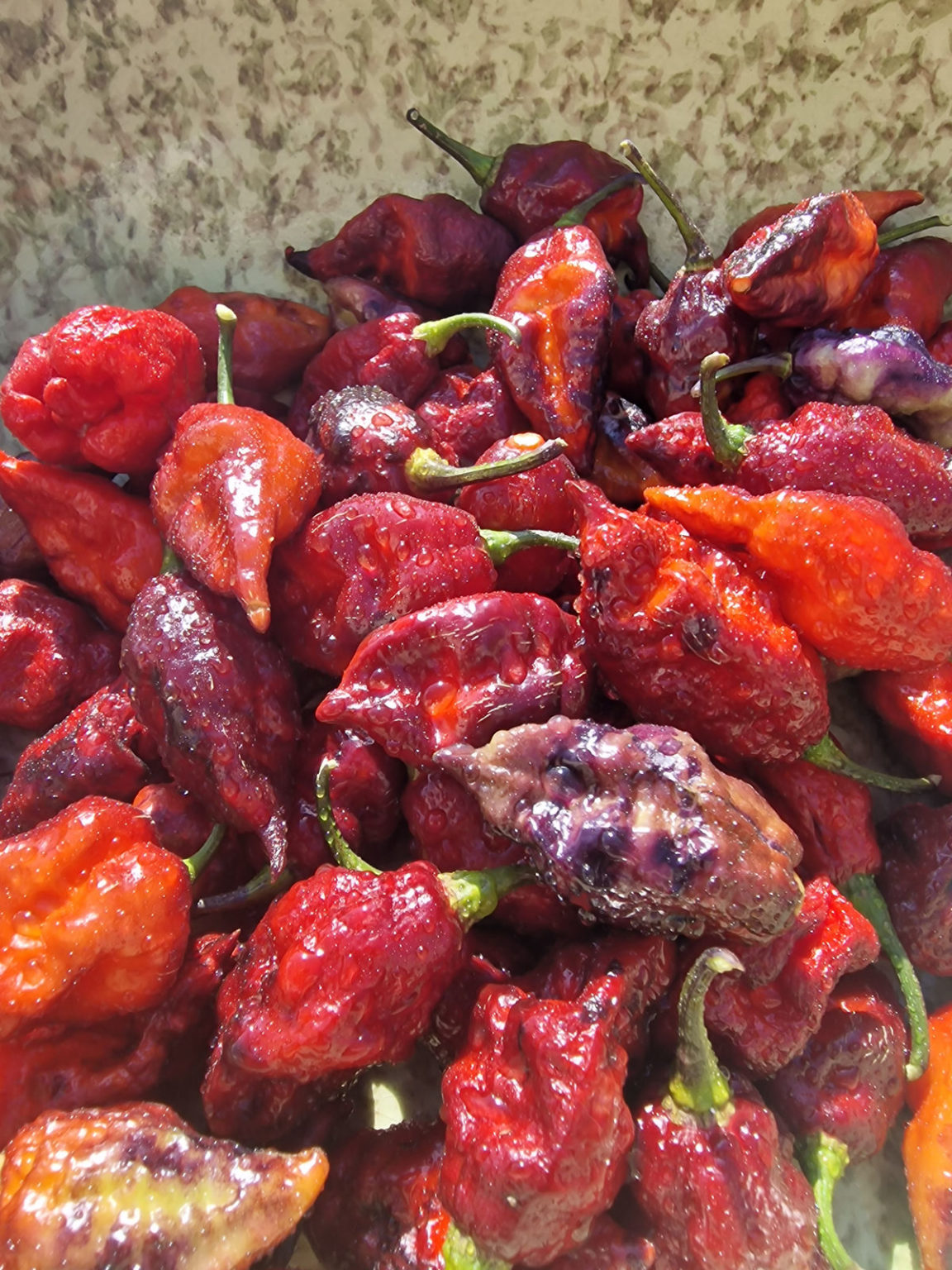 Fox Dark Naga Ruby Chilli Seeds - Fox Dark Naga Ruby Pepper Seeds - Red ...
